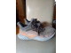 Adidas Alphabounce patike 39 - Limundo.com
